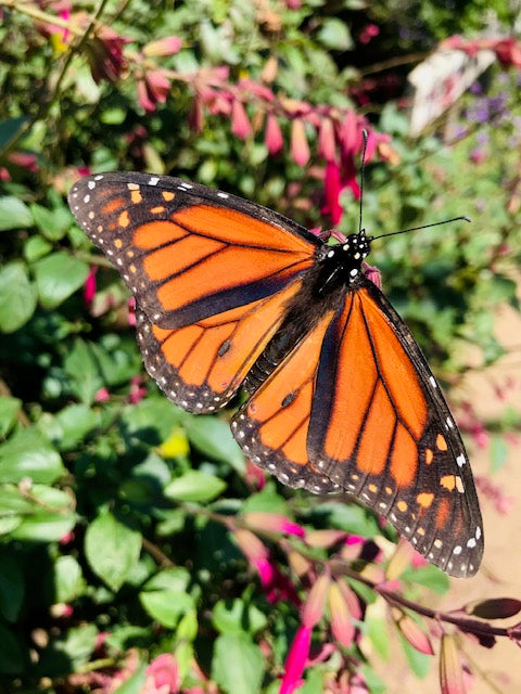 Western Monarch Mystery Challenge – Monarch Grove Winery Western Monarch Mystery Challenge – Monarch Grove Winery